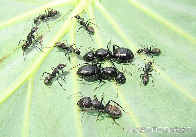 中国十大最好养的蚂蚁