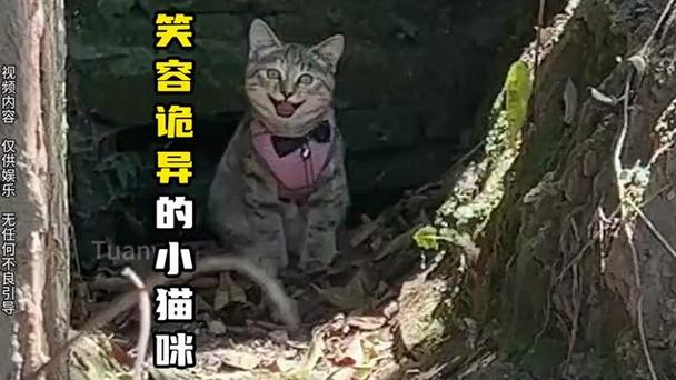 smile喵小屋图标