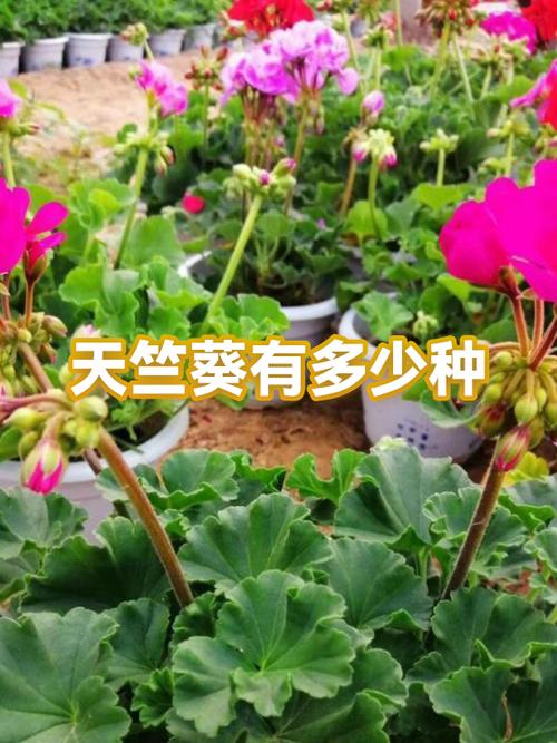 天竺葵所有品种图片图标