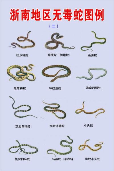 扫一扫图片识别蛇截图