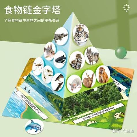 人为什么在食物链顶端