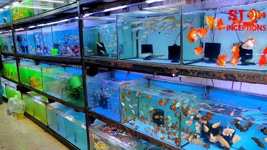 附近的观赏鱼店图标