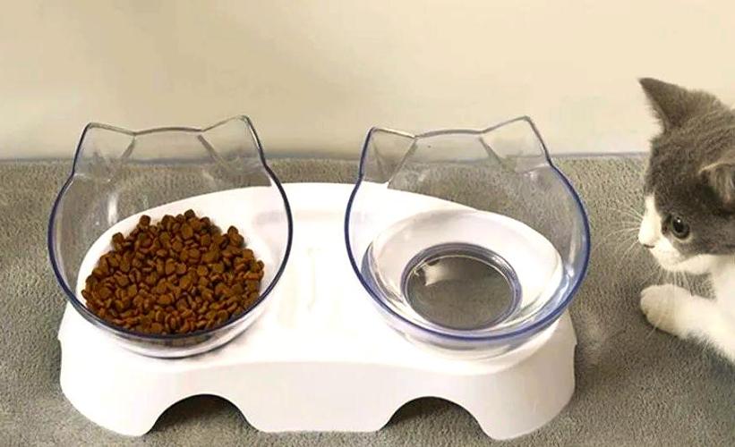 猫每日所需能量图标