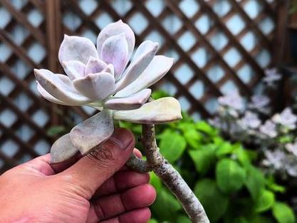 光杆老桩怎么爆侧芽