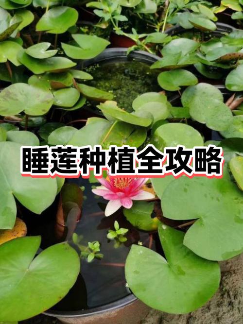 睡莲种植步骤图标