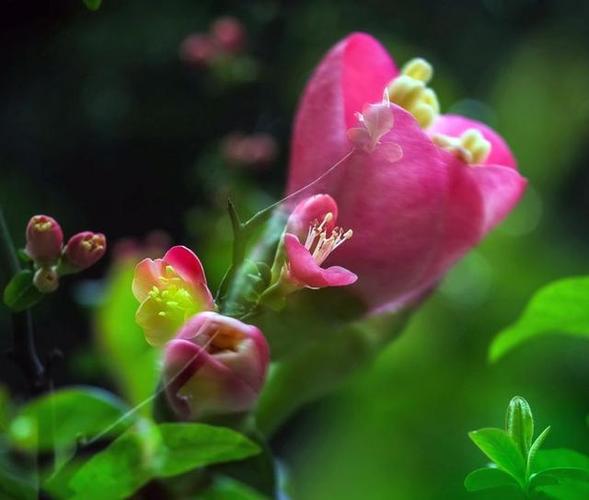 唯有花沁香图标