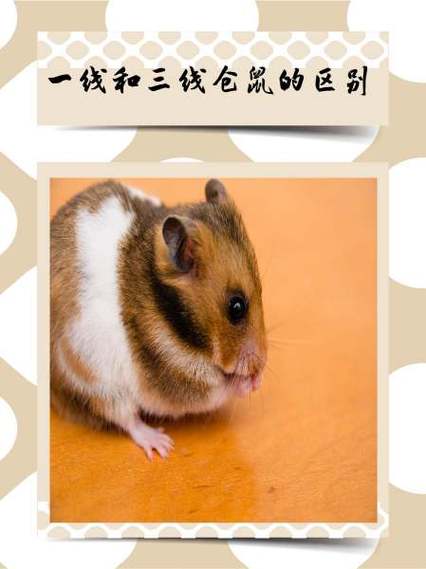仓鼠一线好还是三线好截图