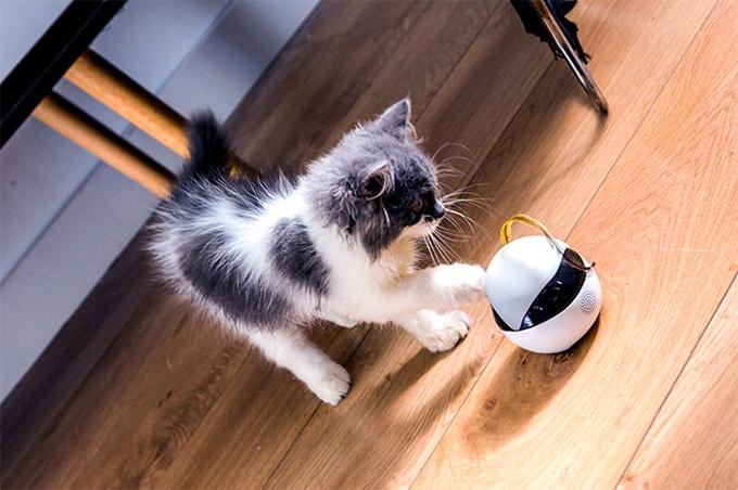 我的世界怎么才能让猫跟着自己图标