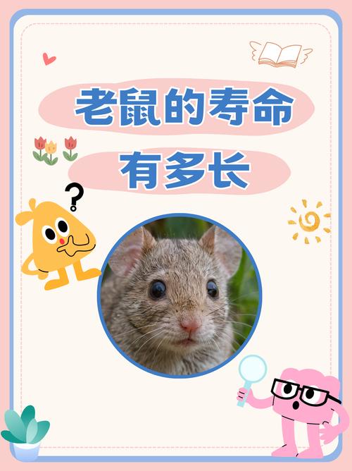 耗子修改论坛图标