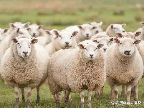 绵羊图标