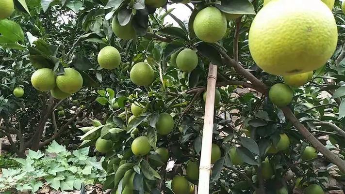 能量多久成熟截图