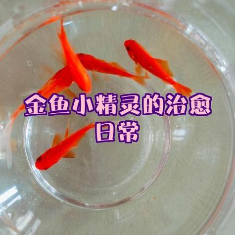小精灵的日常生活
