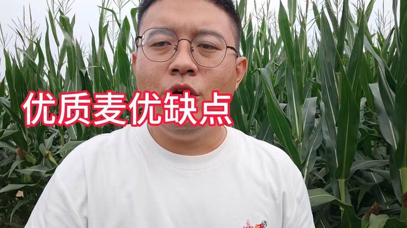 比较火的麦截图