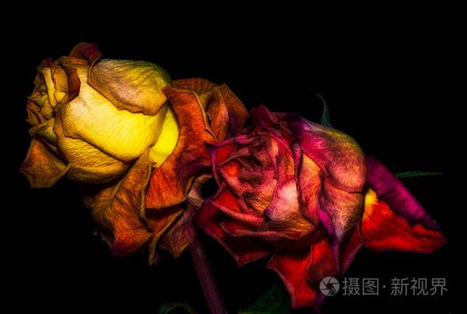 红玫瑰图片图标