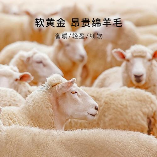 100绵羊毛是真的吗图标