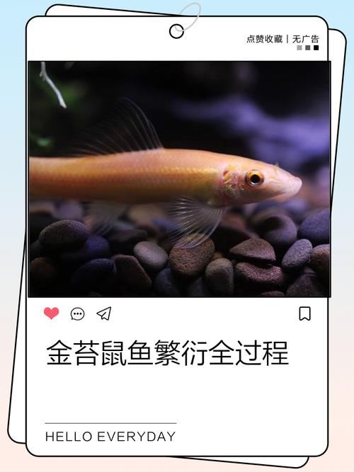 鼠鱼多久繁殖一次图标