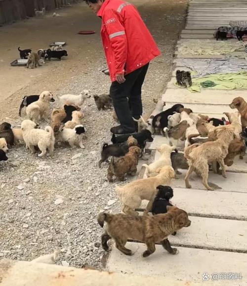 自己养狗卖狗挣钱吗图标