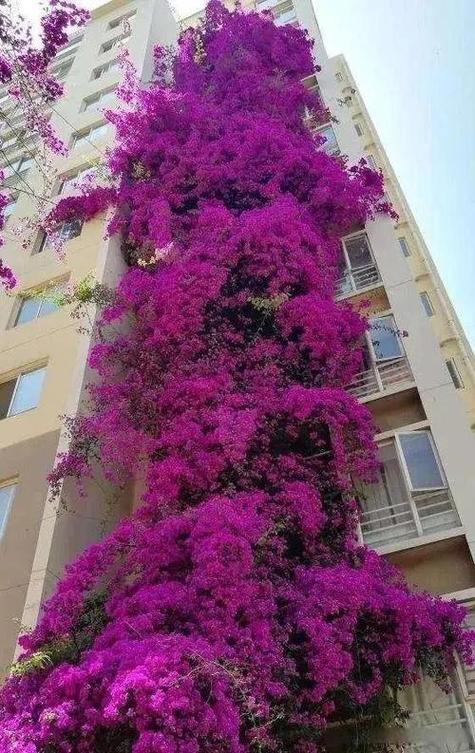 怎样养三角梅能一年四季都开花图标