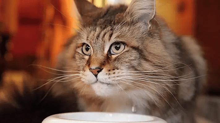 猫咪纪录片在线观看图标