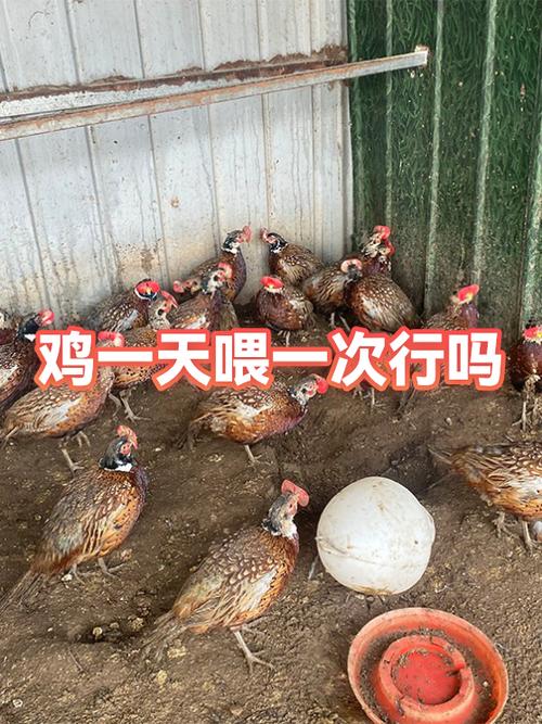 鸡一天喂一次可以吗图标