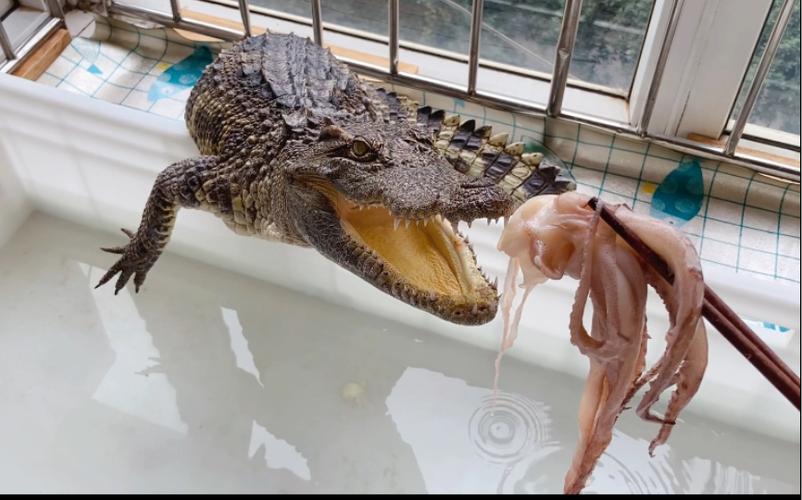 鳄鱼打章鱼截图