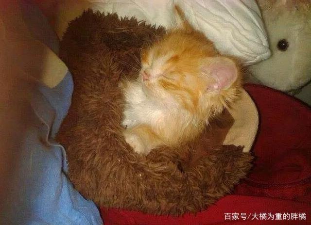 小桔猫图标