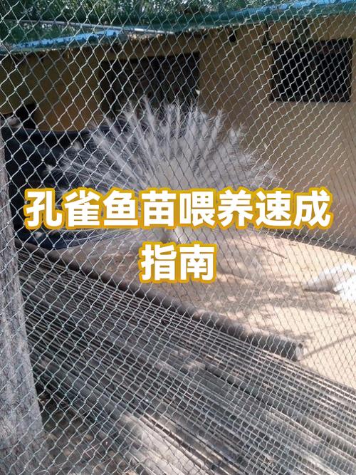 刚出生的小孔雀鱼怎么喂养图标