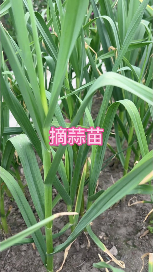蒜苗长大了是蒜苔吗图标