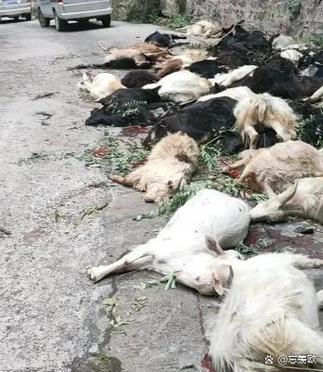 十个养羊九个亏原因图标