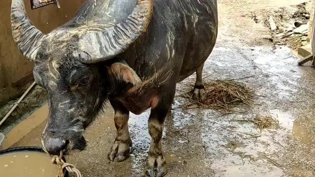 333号牛王黑霸王