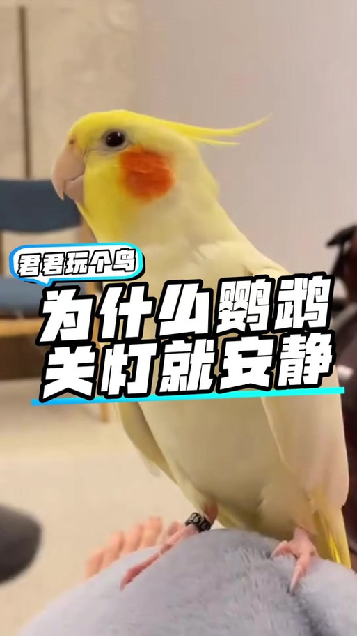 养鹦鹉晚上开灯好还是关灯好图标