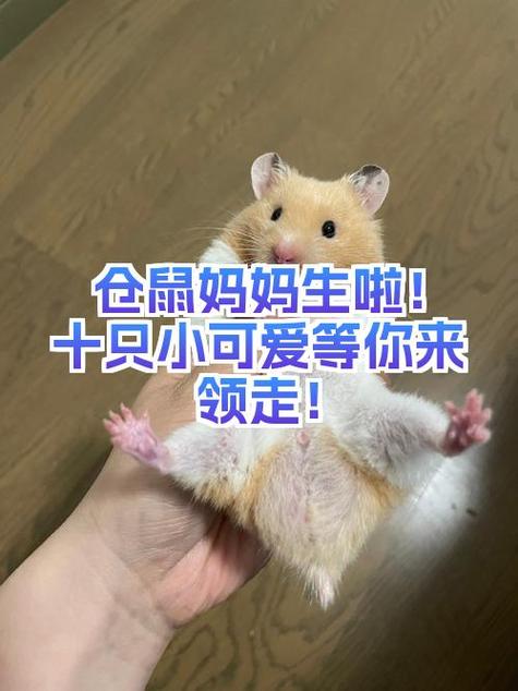 仓鼠咬笼子怎么办制止图标