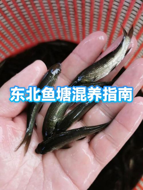 鱼怎么混养图标