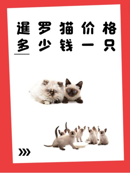 猫多少钱截图