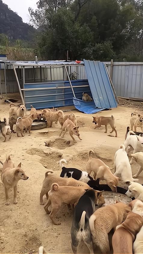 宠物狗养殖场赚钱吗截图