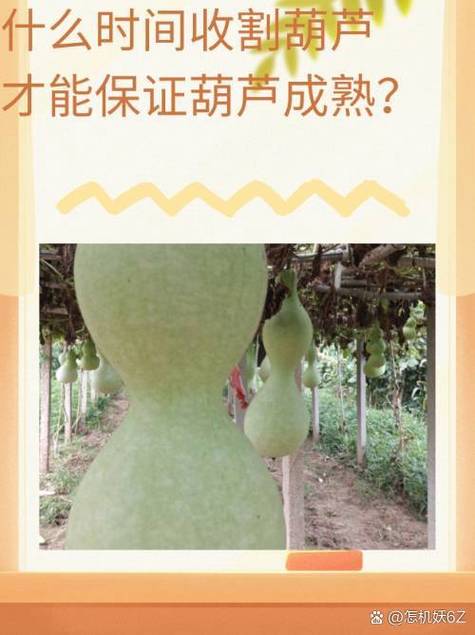 没成熟的葫芦能变干葫芦吗图标