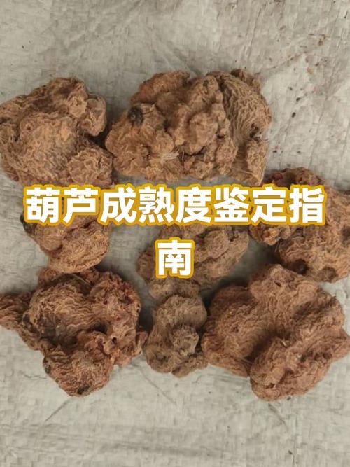 怎么判断葫芦成熟图标