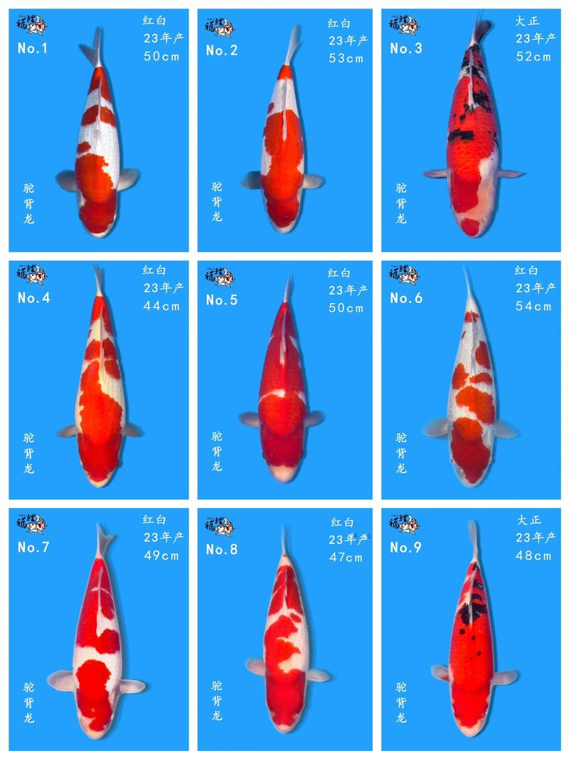 锦鲤试玩官网图标