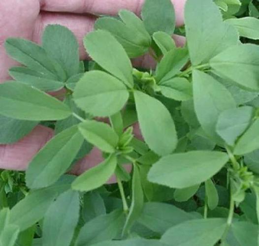 苜蓿草人可以食用吗