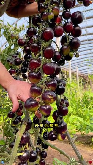 蓝莓水果番茄尽量少吃图标