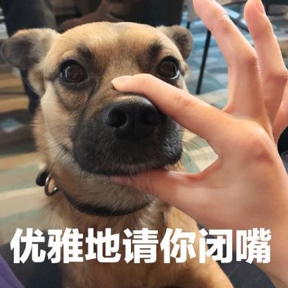 让狗闭嘴的方法10秒图标