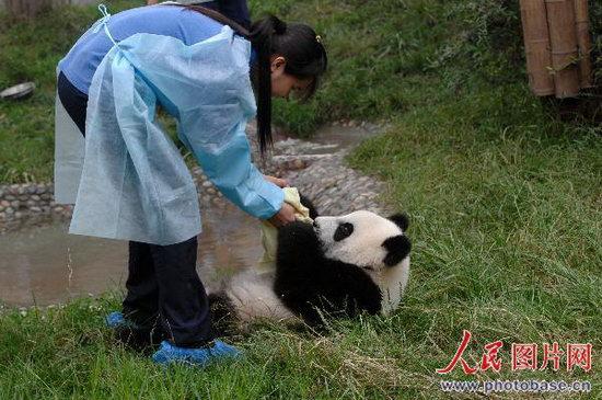 熊猫饲养员工资6000图标