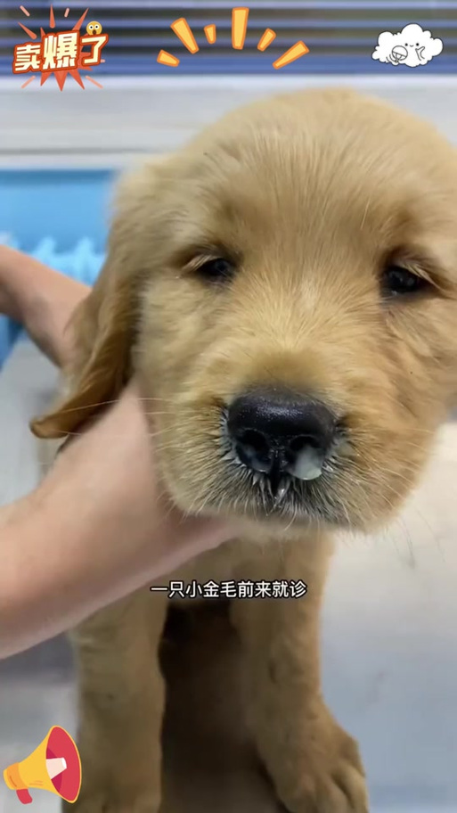 狗狗吐粘液像鼻涕一样图标