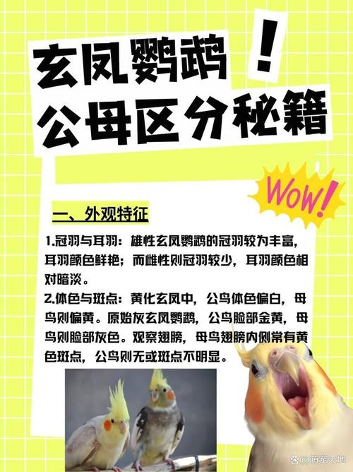 玄凤鹦鹉公母叫声对比视频图标