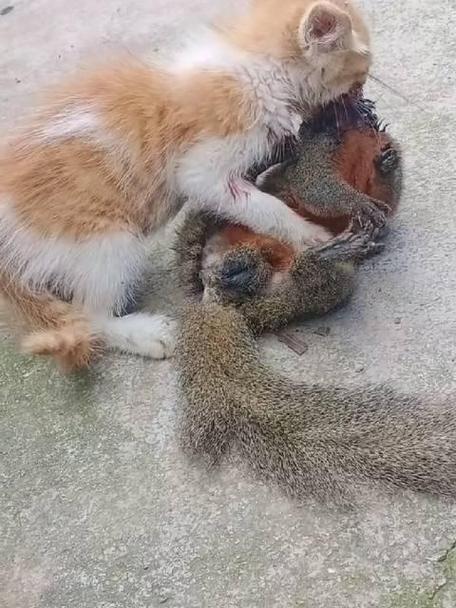 猫能抓到松鼠吗截图