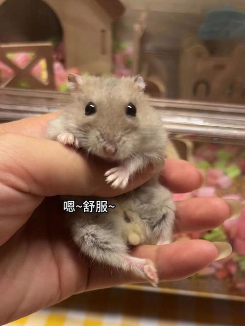 被饿死的仓鼠什么样截图