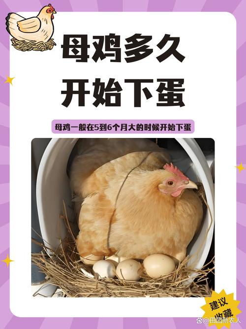 母鸡一般能下几年蛋图标