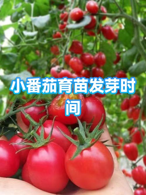 小番茄什么时候有图标