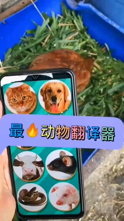 鸟叫翻译器图标