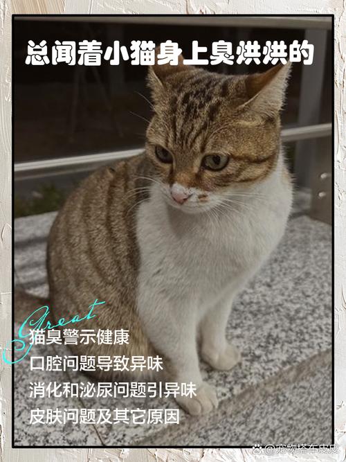 总闻着小猫身上臭烘烘的截图